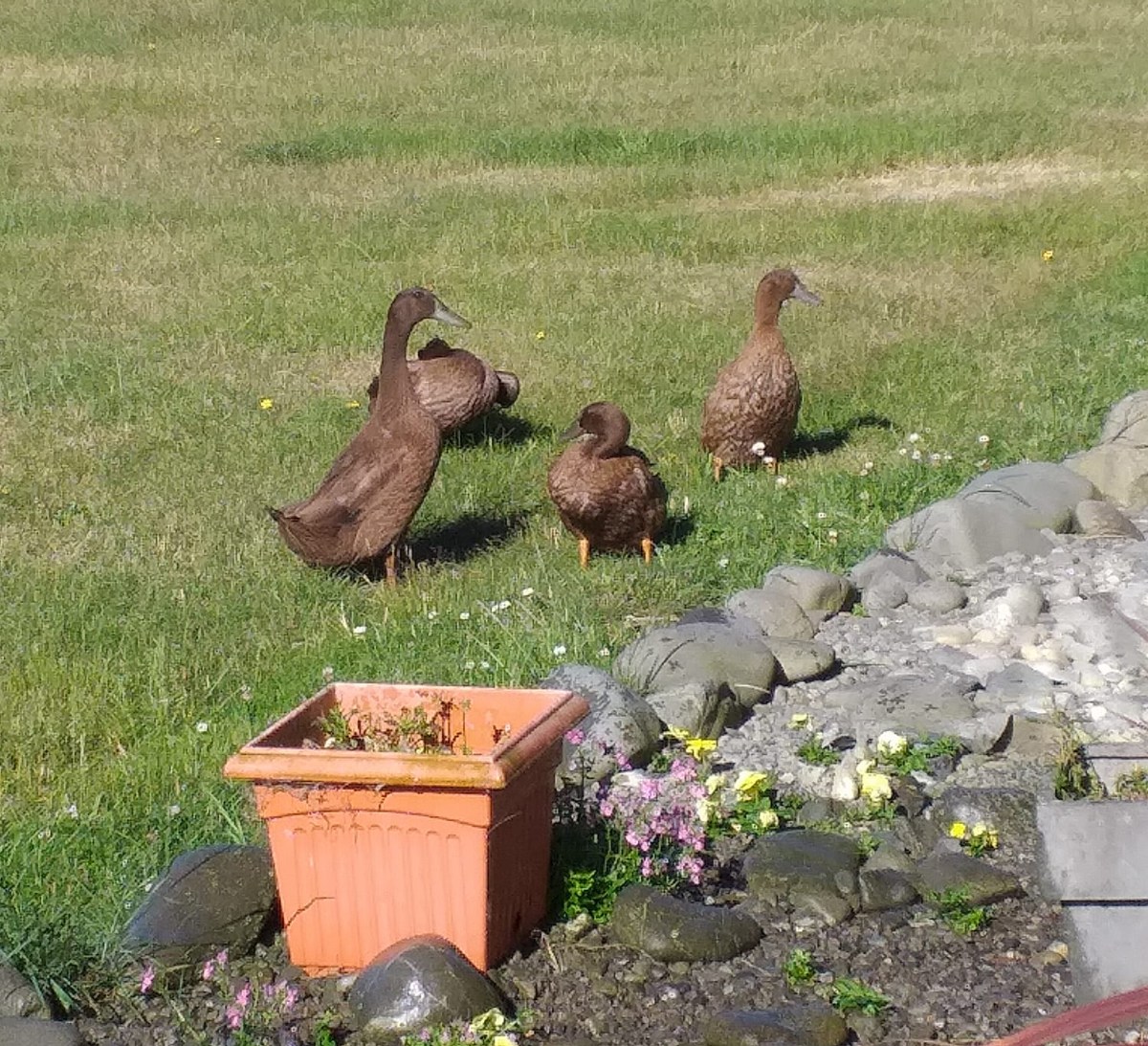 The release of the thug duck gang – A B'Old Woman